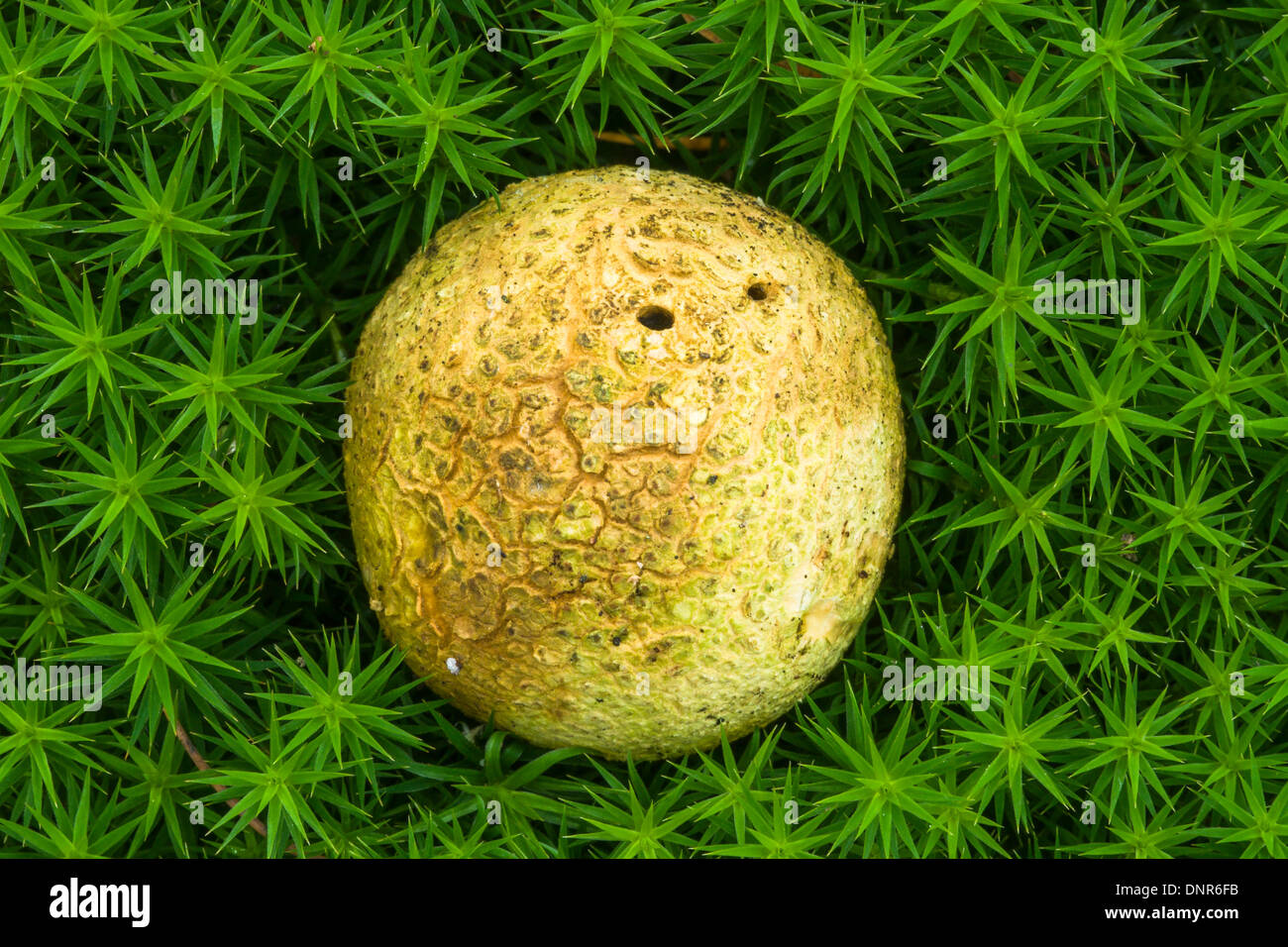 Common earthball fungus hi-res stock photography and images - Alamy