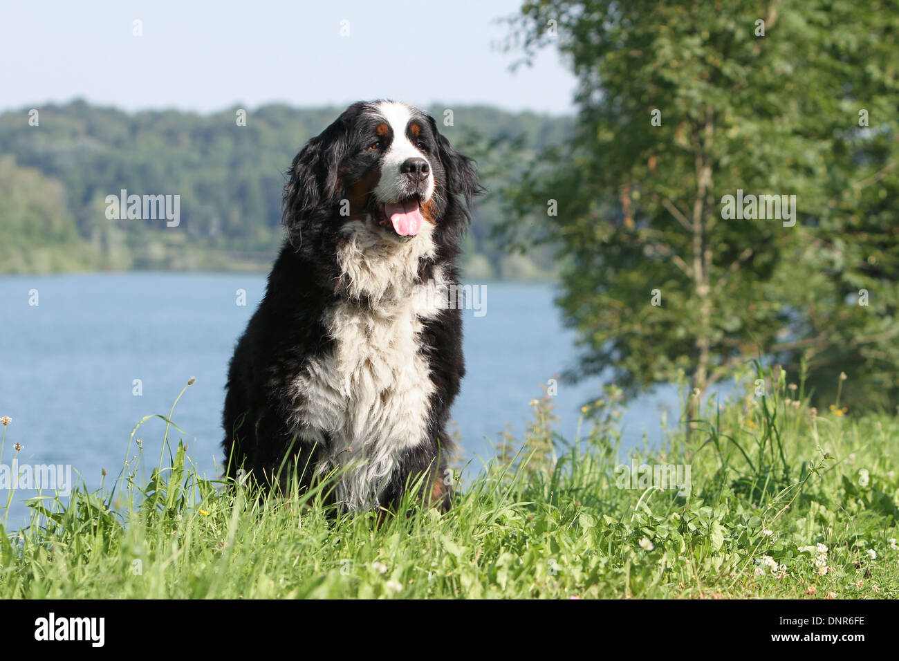 Berner sennenhund water hi-res stock photography and images - Alamy