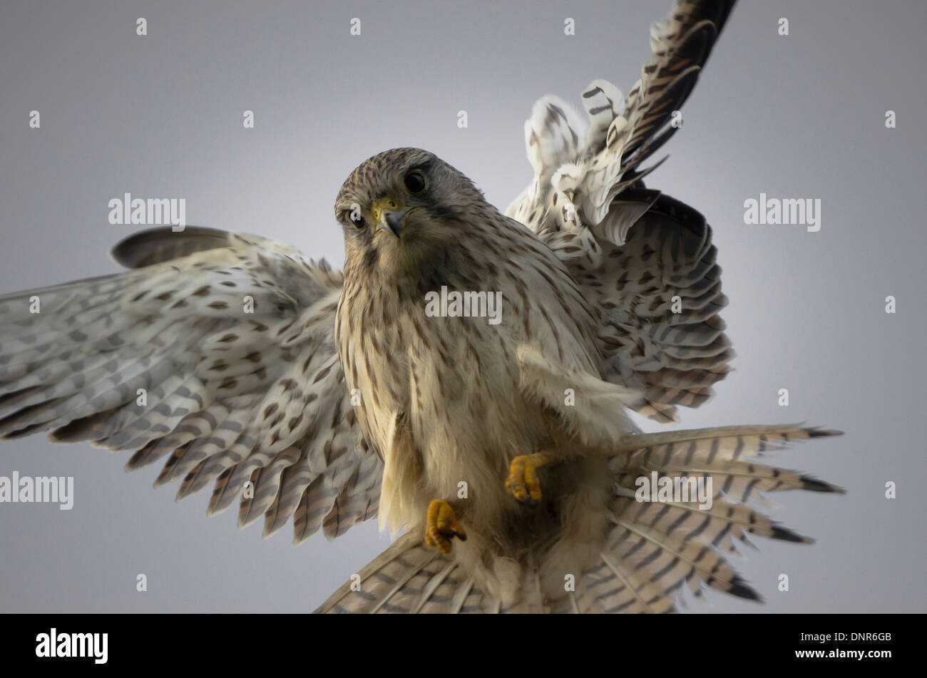 A Kestrel in mid-air hovering whilst hunting field voles at Cudden ...