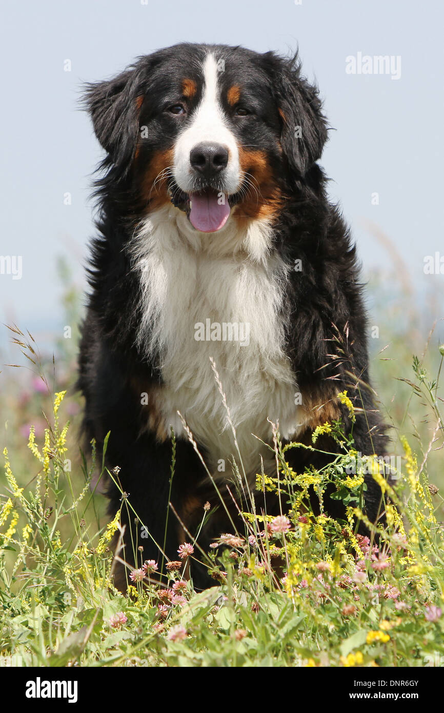 Bernese mountain dog portrait adult hi-res stock photography and images ...