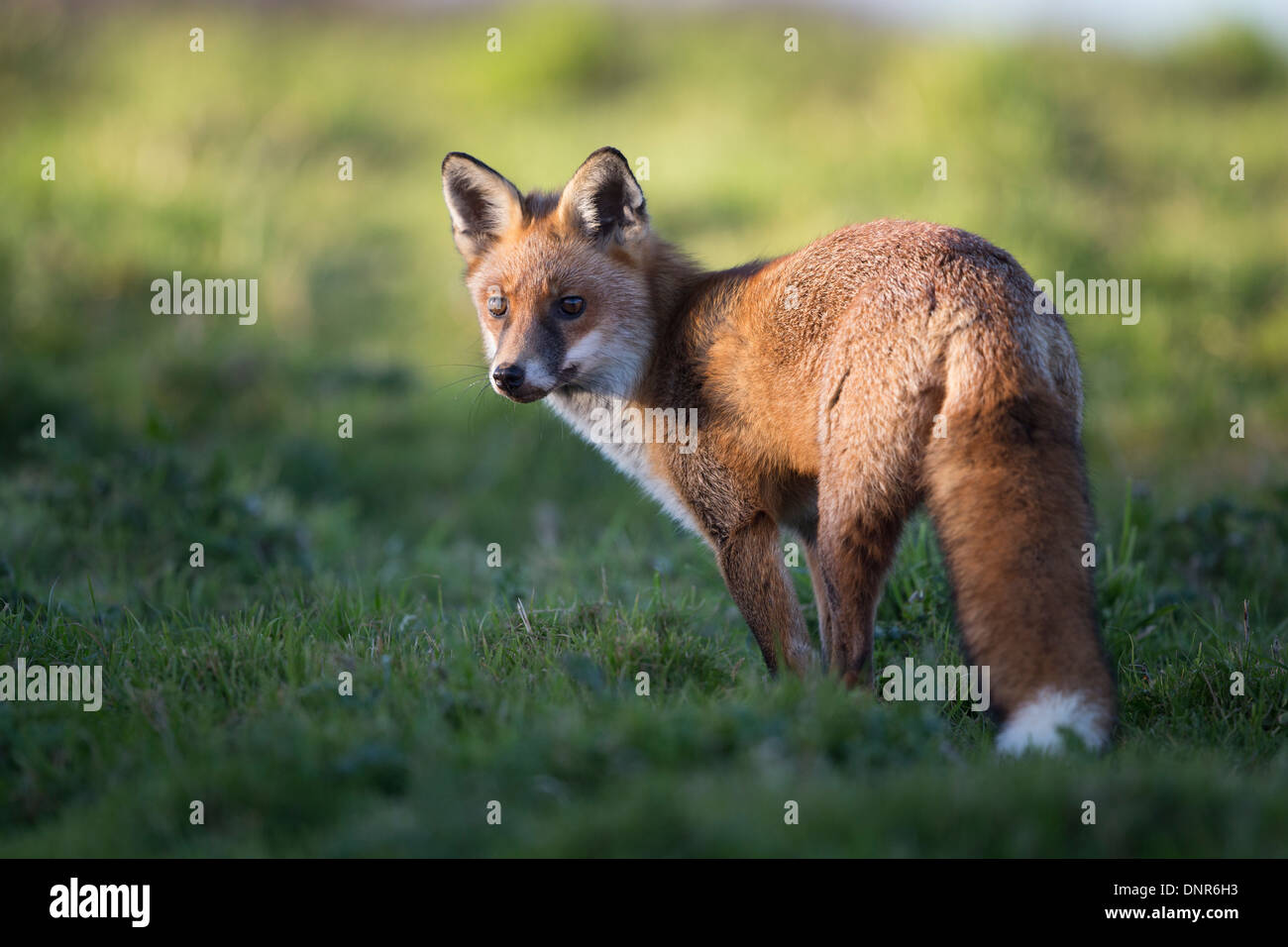 A fox in a field at sunset on Cudden Point Stock Photo - Alamy