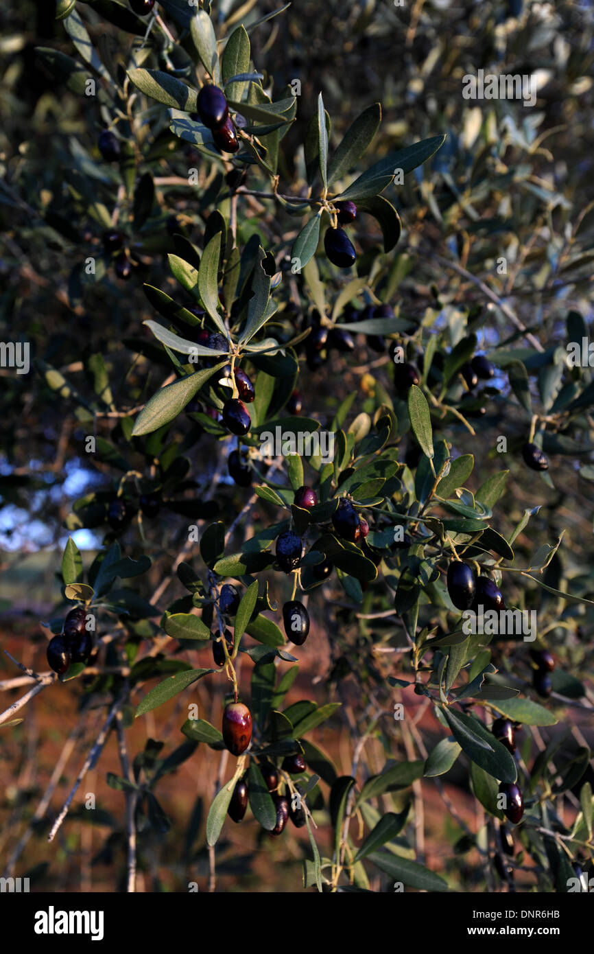 Olive fruits ready to be picked in Calabria,Italy Stock Photo - Alamy
