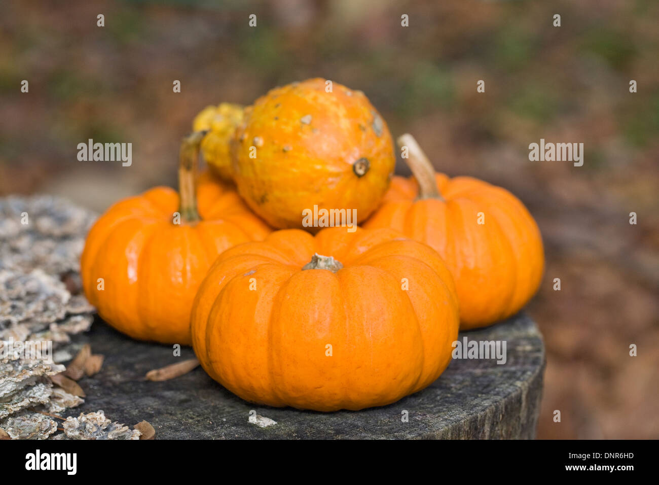 Mini pumpkin foods hi-res stock photography and images - Alamy
