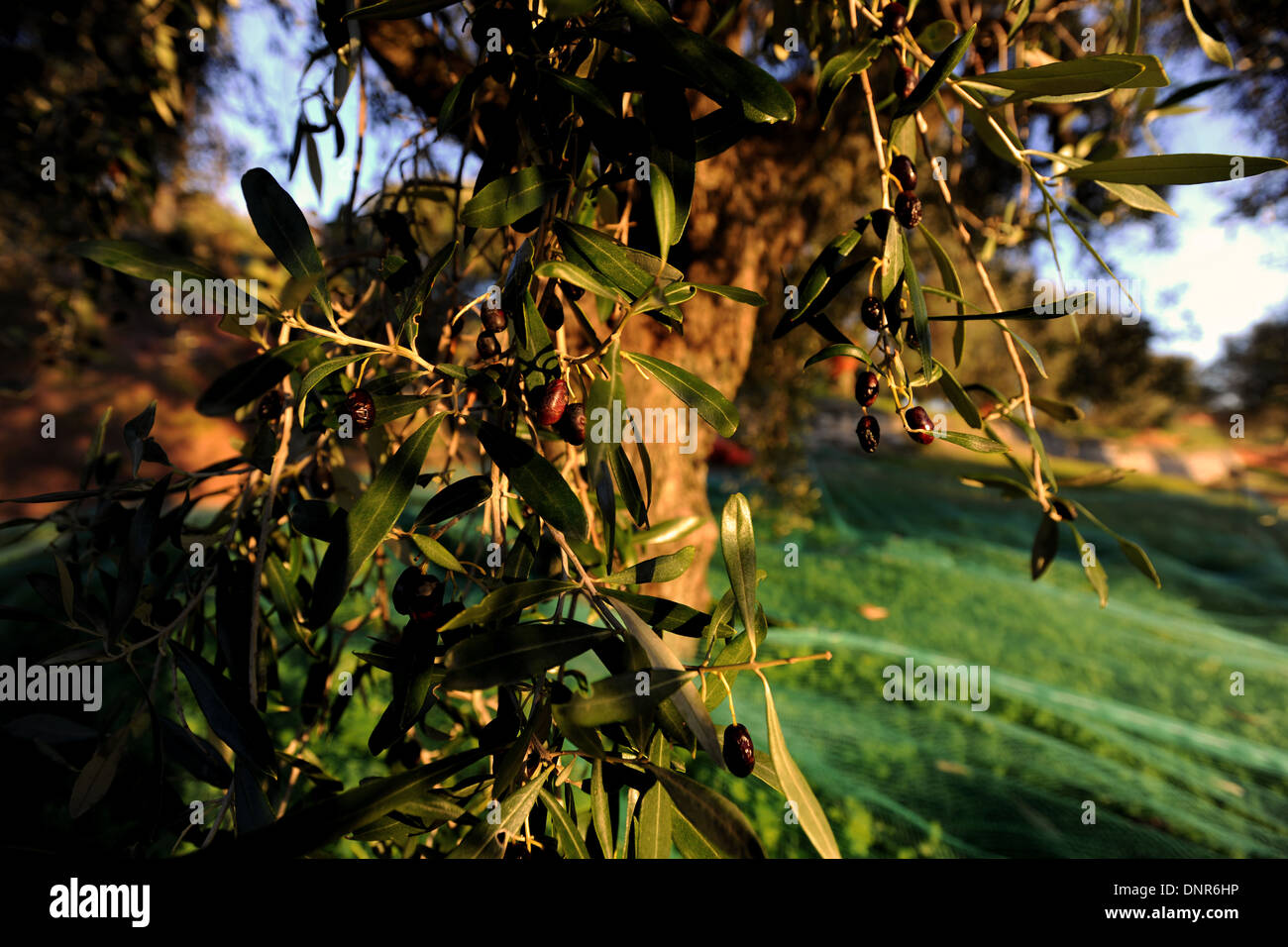Olive fruits ready to be picked in Calabria,Italy Stock Photo - Alamy