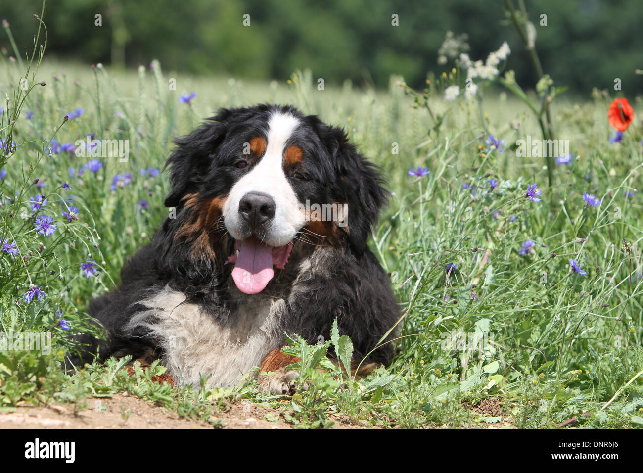 Dog Bernese Mountain Dog adult lying in a meadow Stock Photo - Alamy