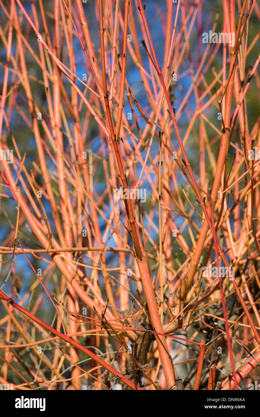 Cornus sanguinea midwinter fire hi-res stock photography and images - Alamy