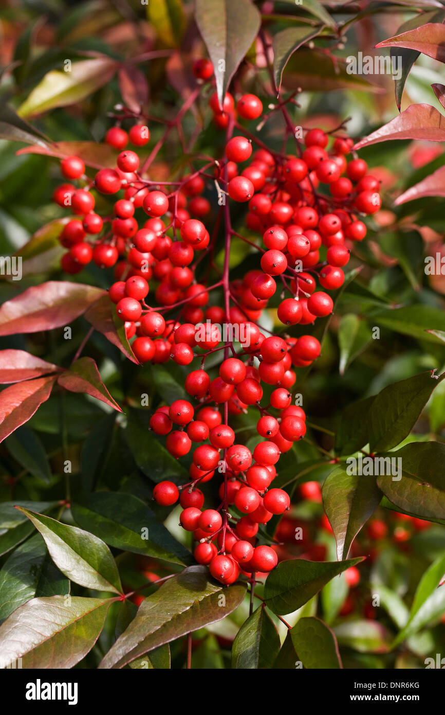 Heavenly bamboo nandina domestica hi-res stock photography and images ...