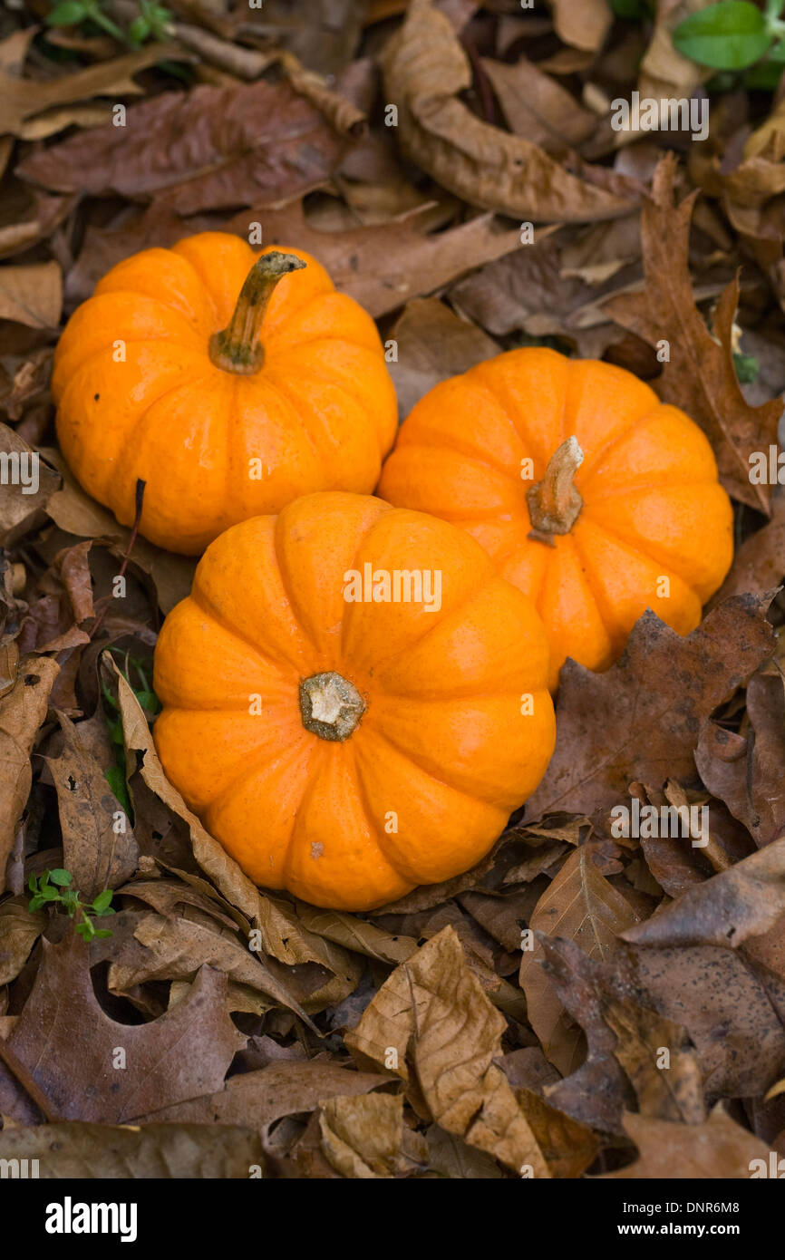 Three squash hi-res stock photography and images - Alamy