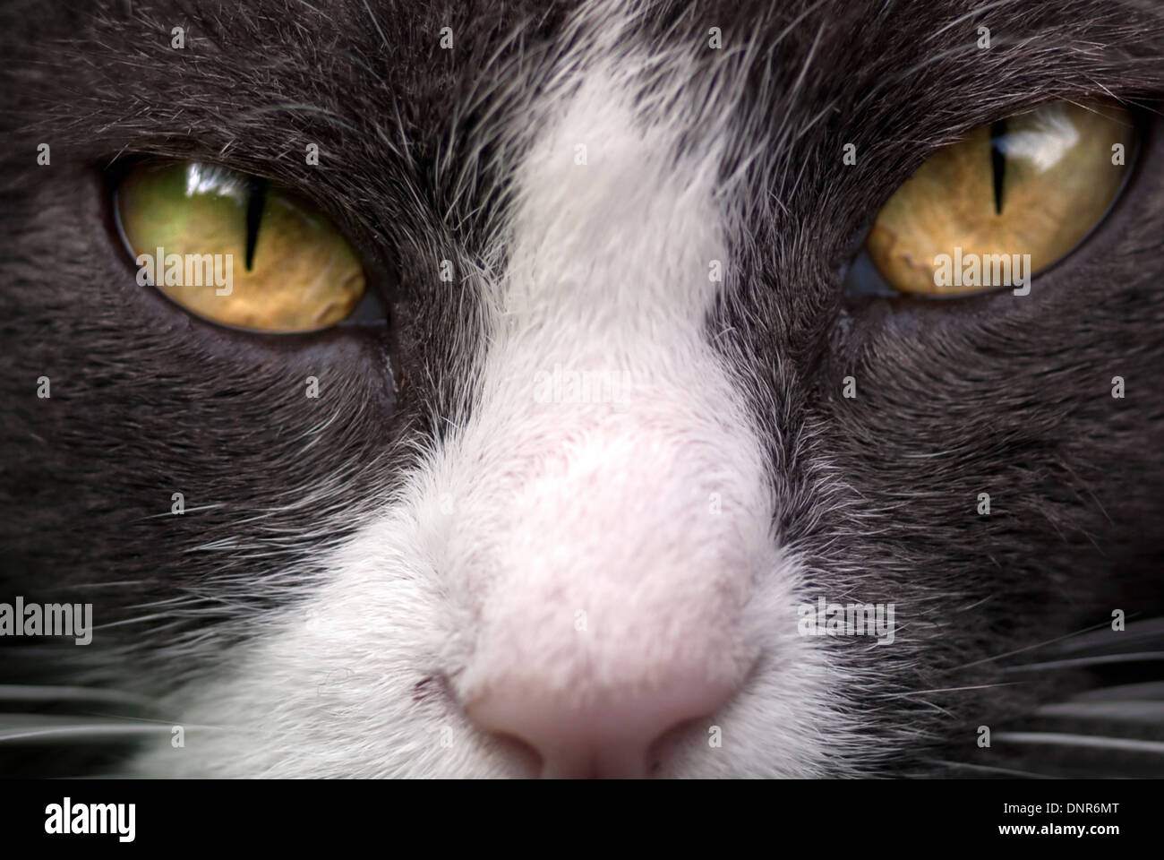 Close up of cats eyes / Spider the cat Stock Photo - Alamy