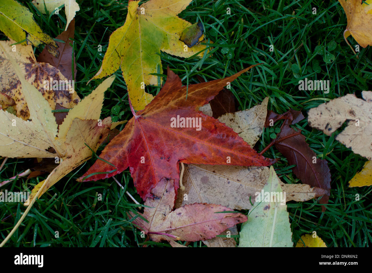 Scattering of leaves hi-res stock photography and images - Alamy
