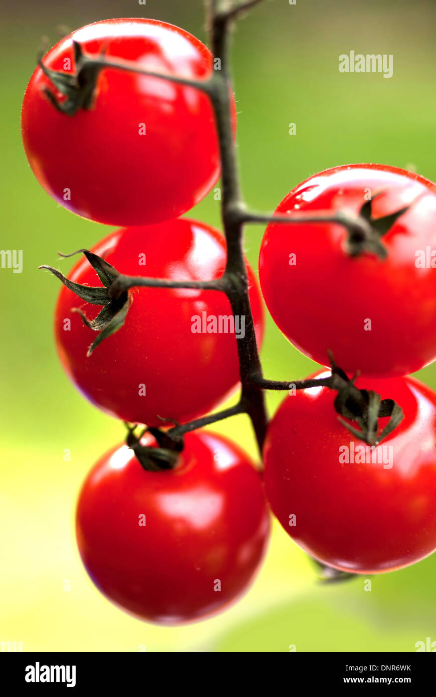 Bright red vine tomatoes Stock Photo - Alamy