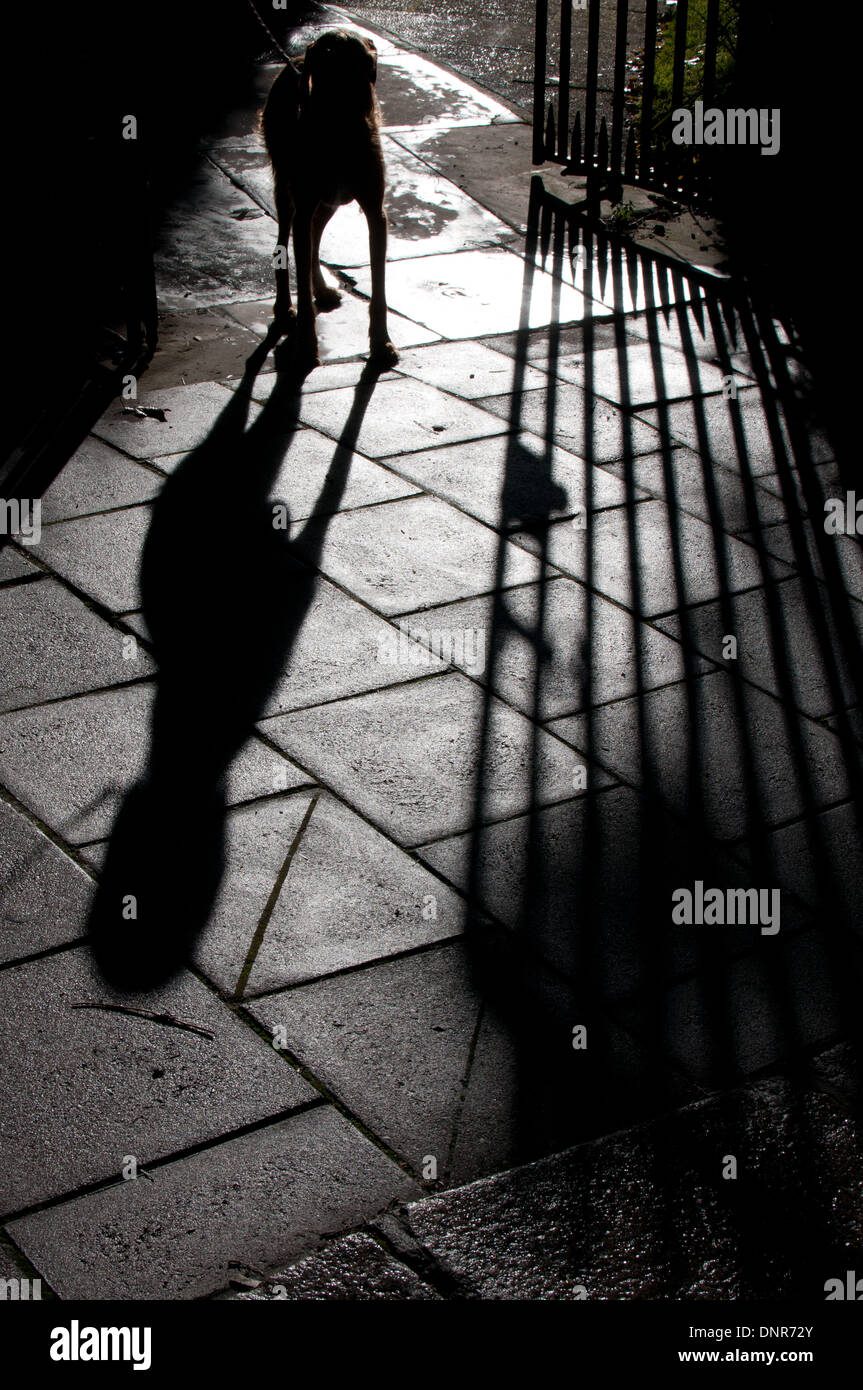 Canine outline hi-res stock photography and images - Alamy