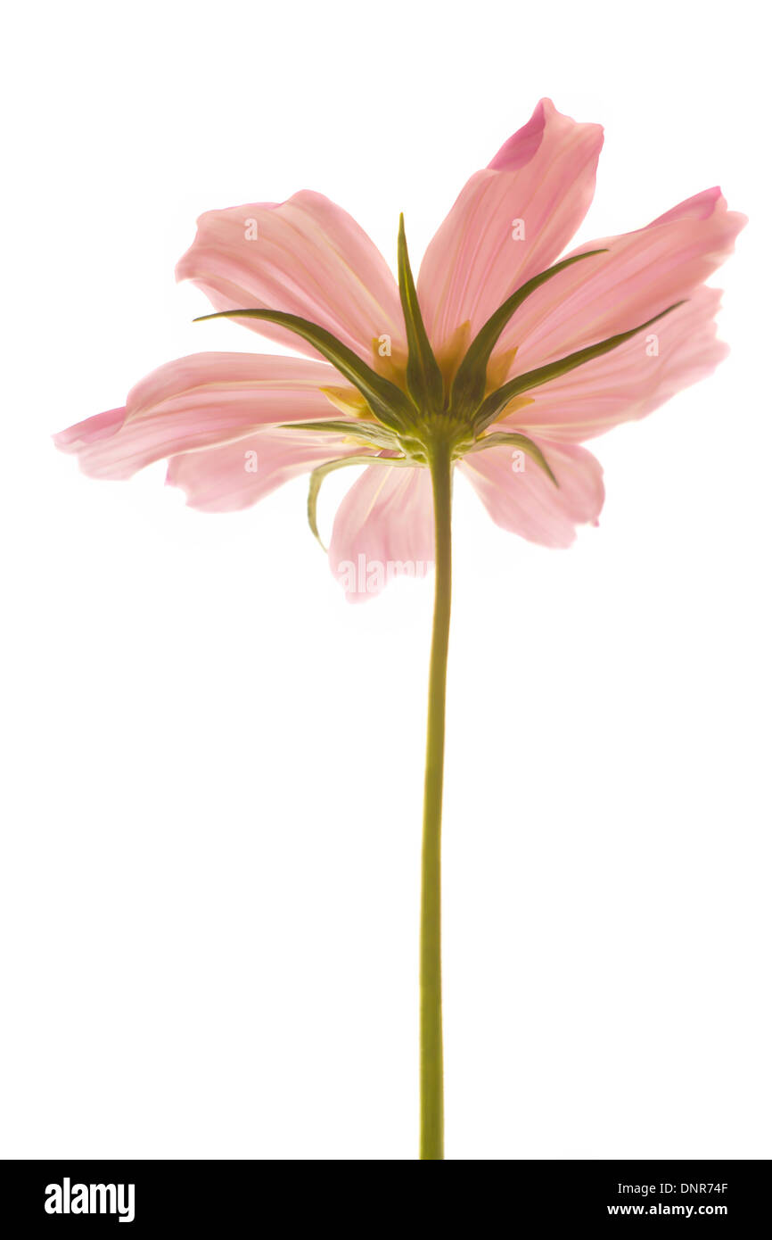 Cosmos on white background hi-res stock photography and images - Alamy