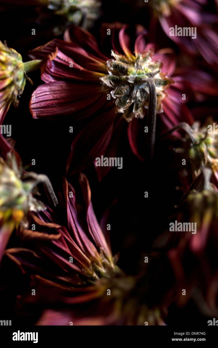 Blooms flowers hi-res stock photography and images - Alamy