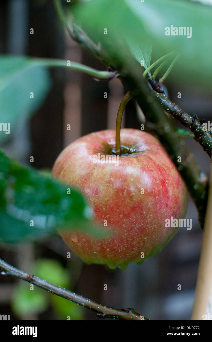 apple growing on tree Stock Photo - Alamy