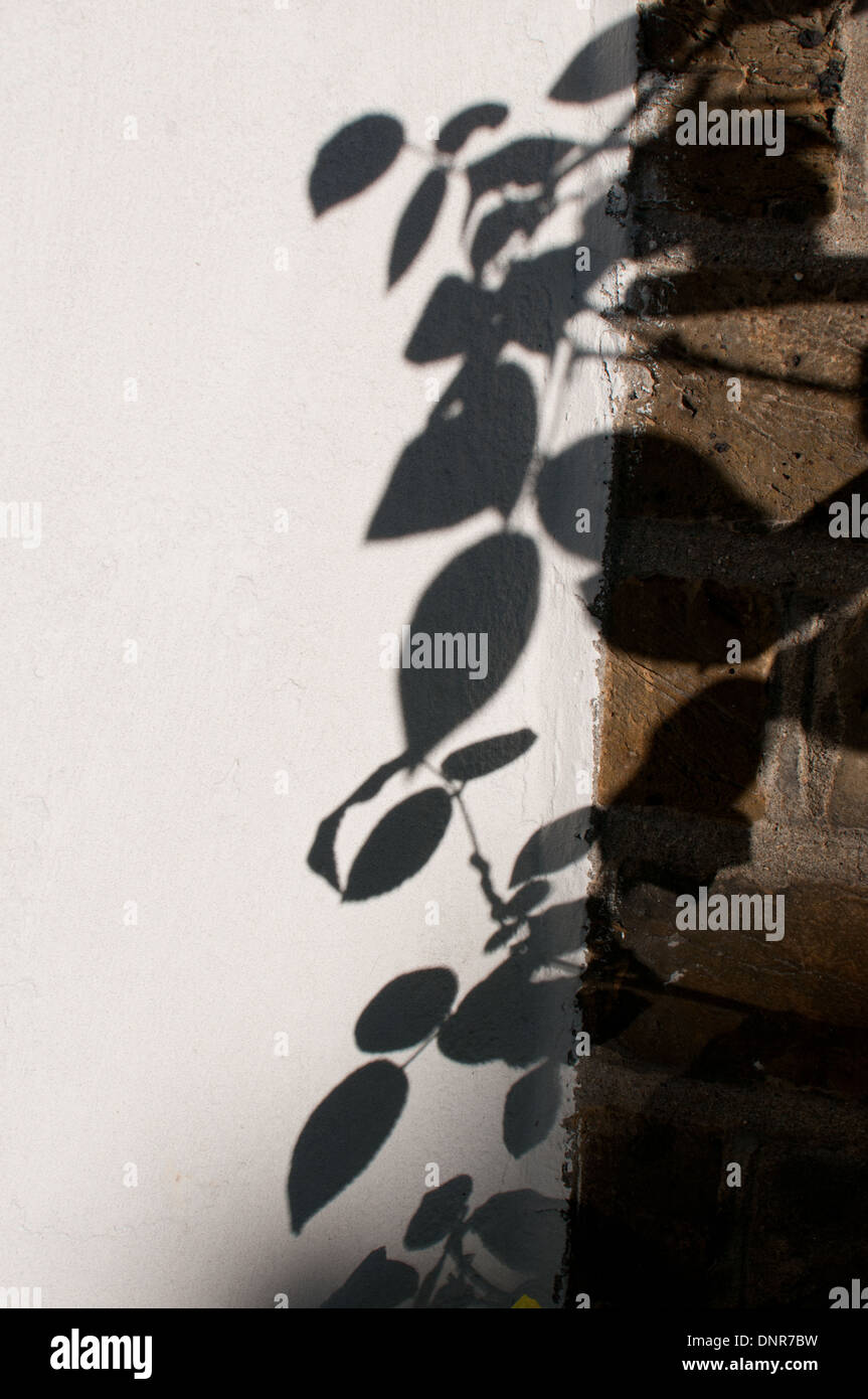 Leaves outline hi-res stock photography and images - Alamy