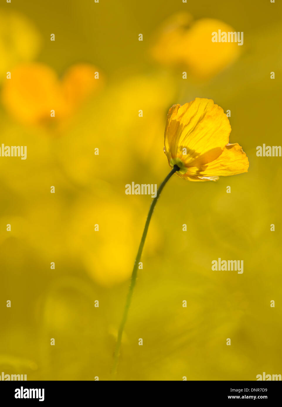 Yellow poppy flower hi-res stock photography and images - Alamy