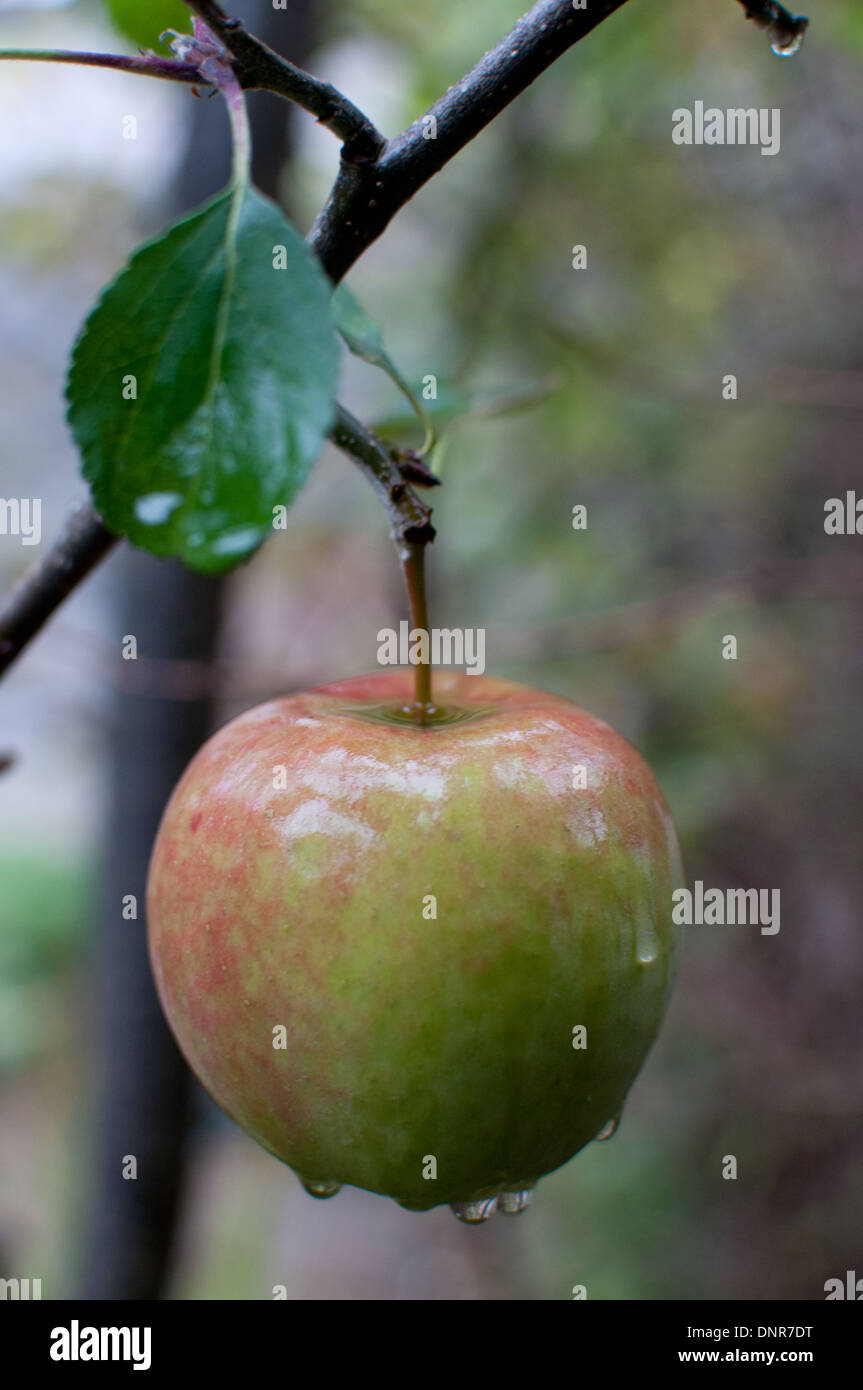 Apple with stalk hi-res stock photography and images - Alamy