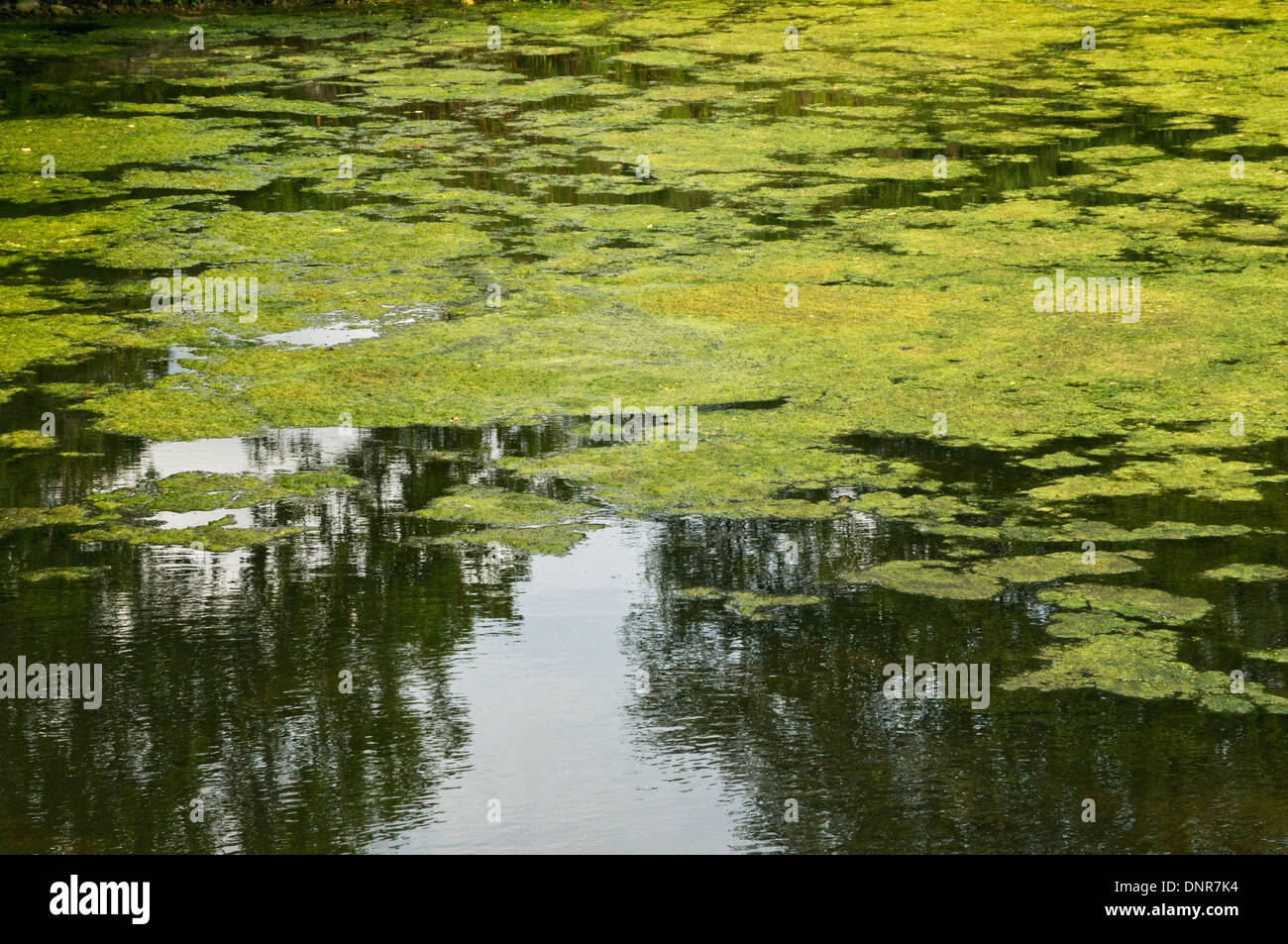 Algae polluted water Stock Photo - Alamy