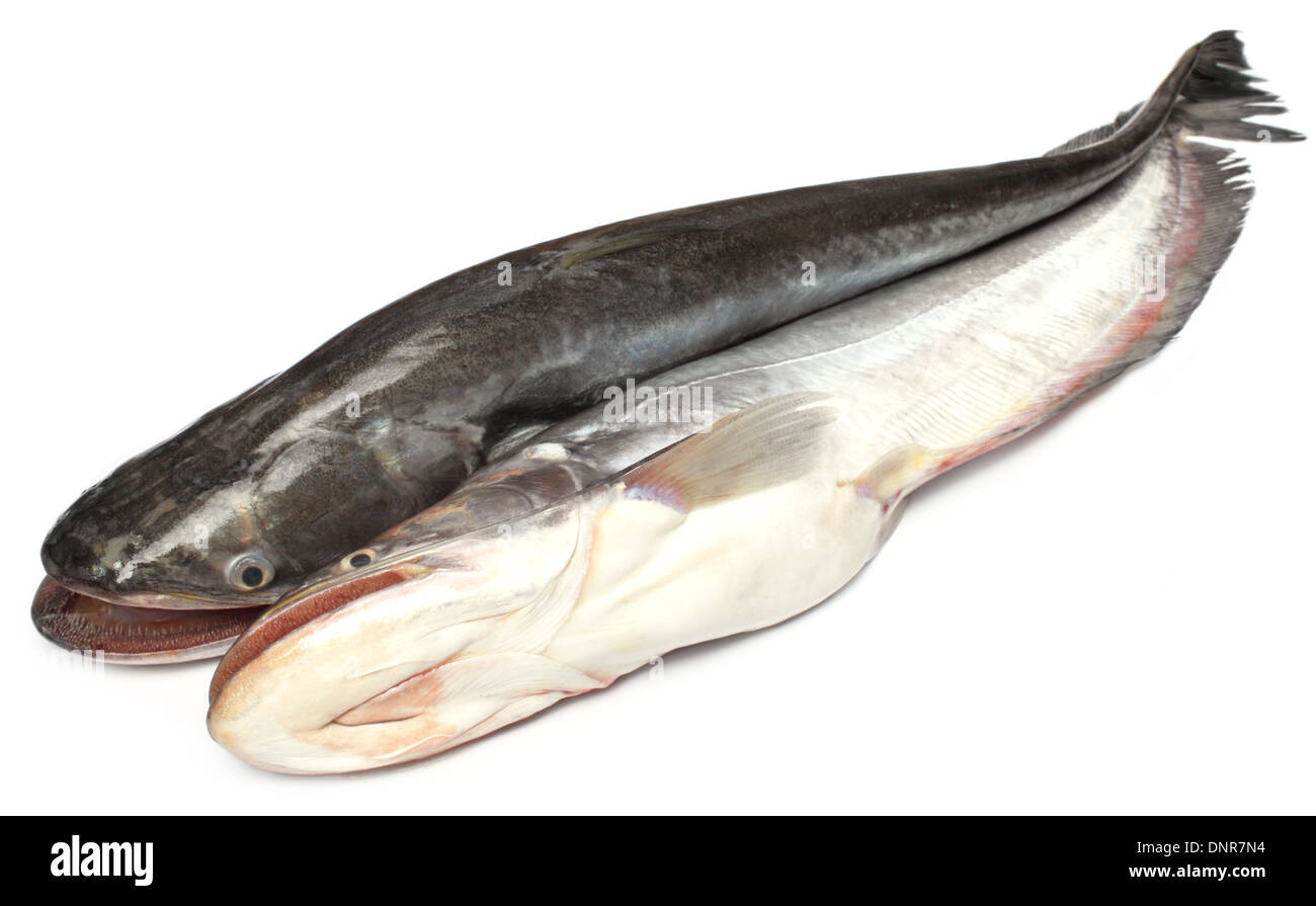 Bengali boal fish Cut Out Stock Images & Pictures - Alamy