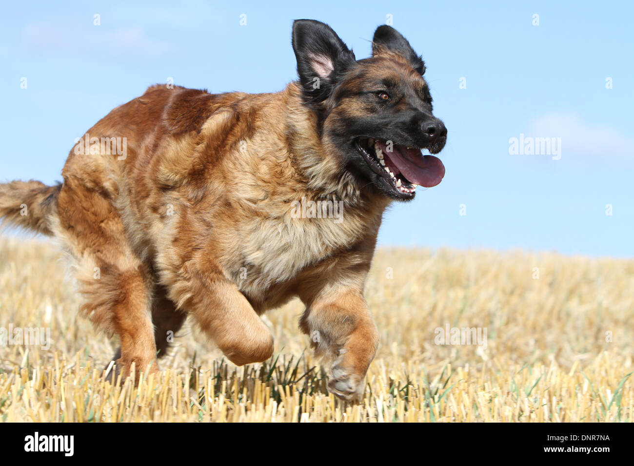Leonberger running hi-res stock photography and images - Alamy