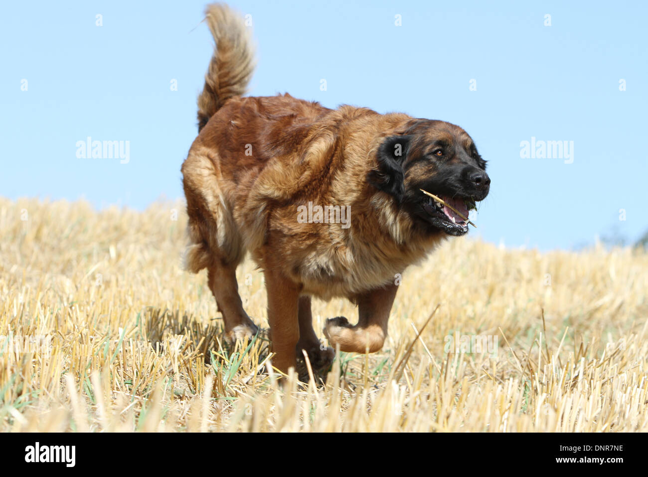 Dog Leonberger / adult running in a field Stock Photo - Alamy