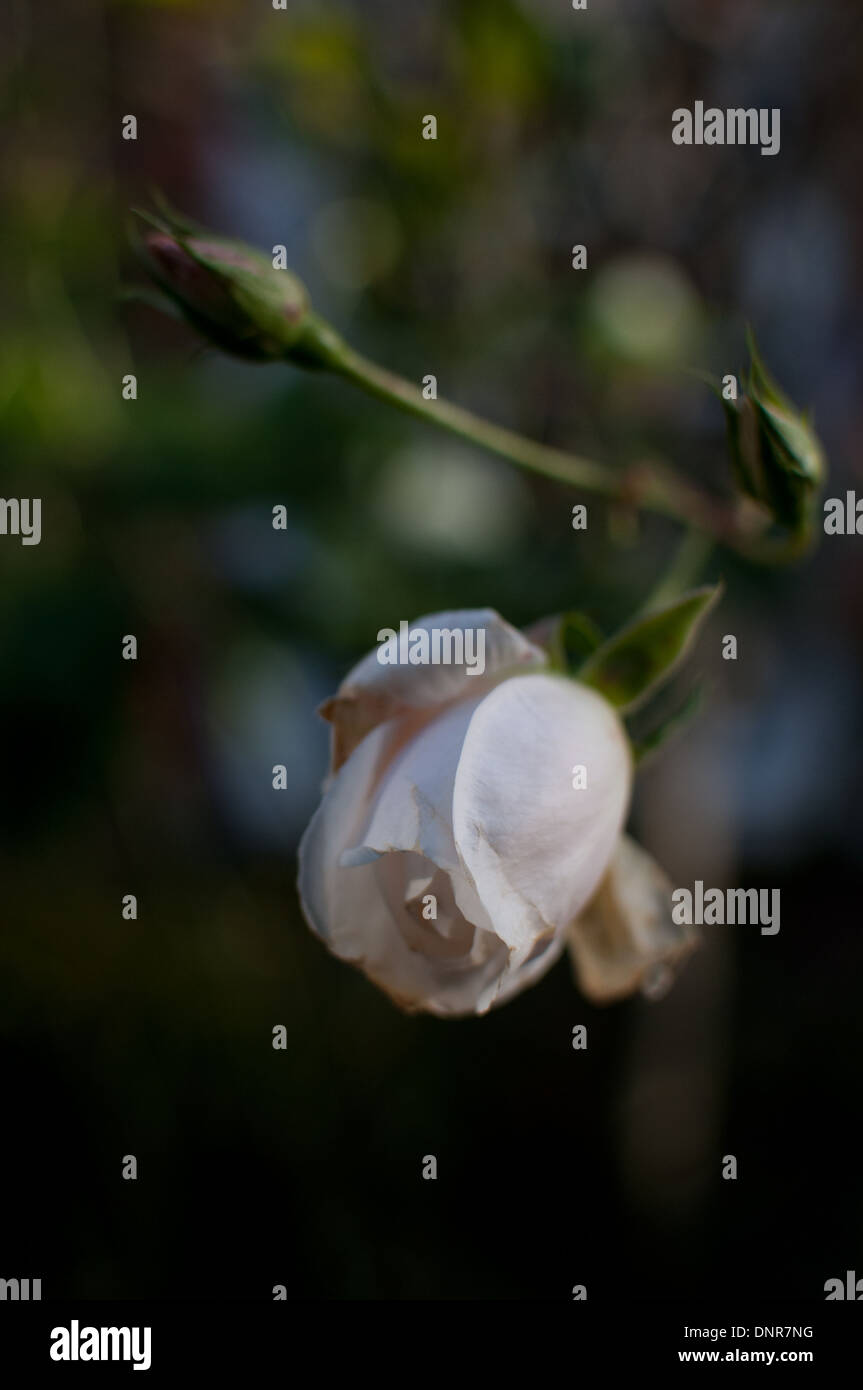 Beautiful rosebud hi-res stock photography and images - Alamy
