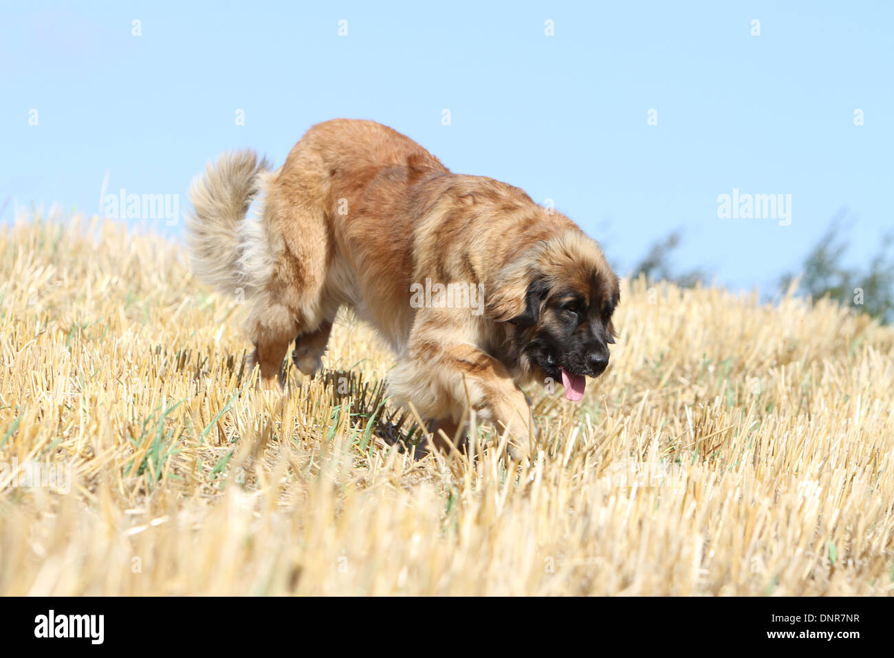 Leonberger leonberg animal animals breed hi-res stock photography and ...
