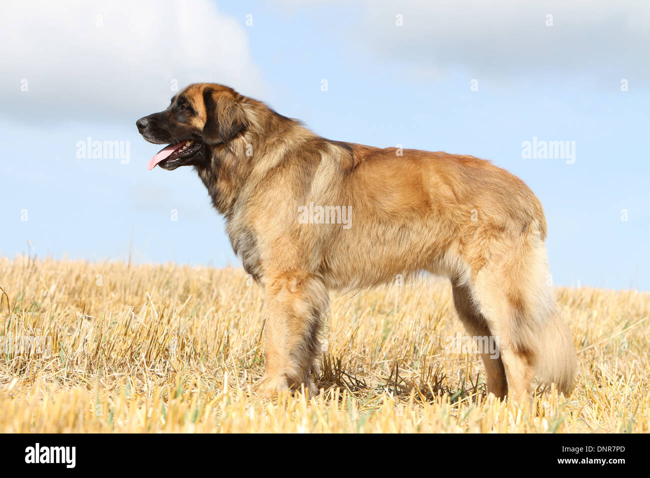 Leonberger leonberg animal animals breed hi-res stock photography and ...