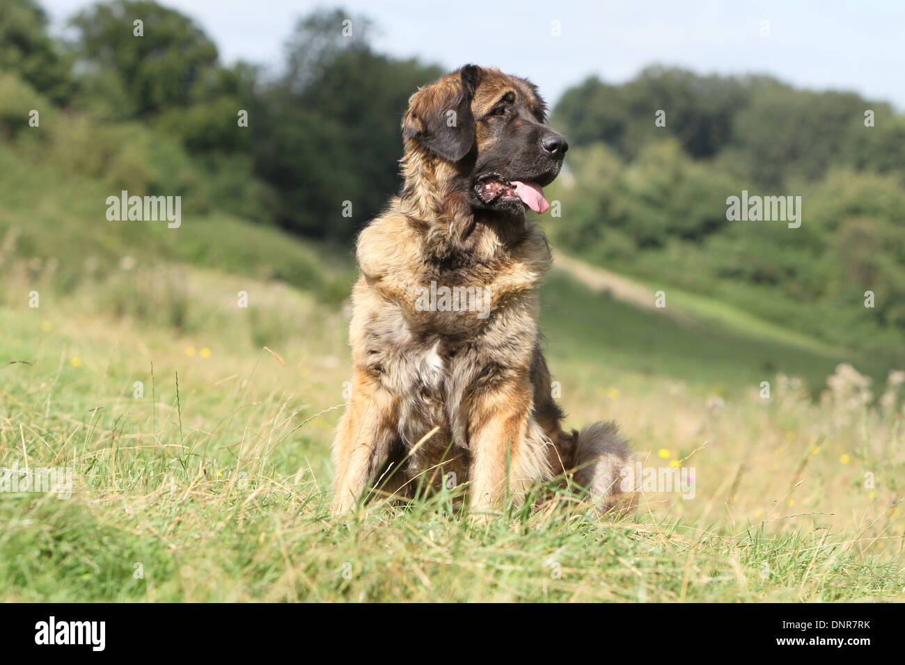 Leonberger profile hi-res stock photography and images - Alamy