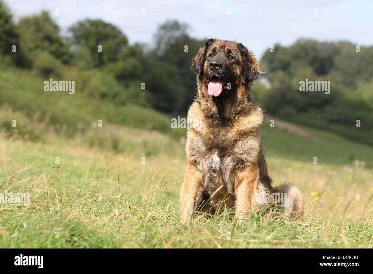 Leonberger leonberg animal animals breed hi-res stock photography and ...