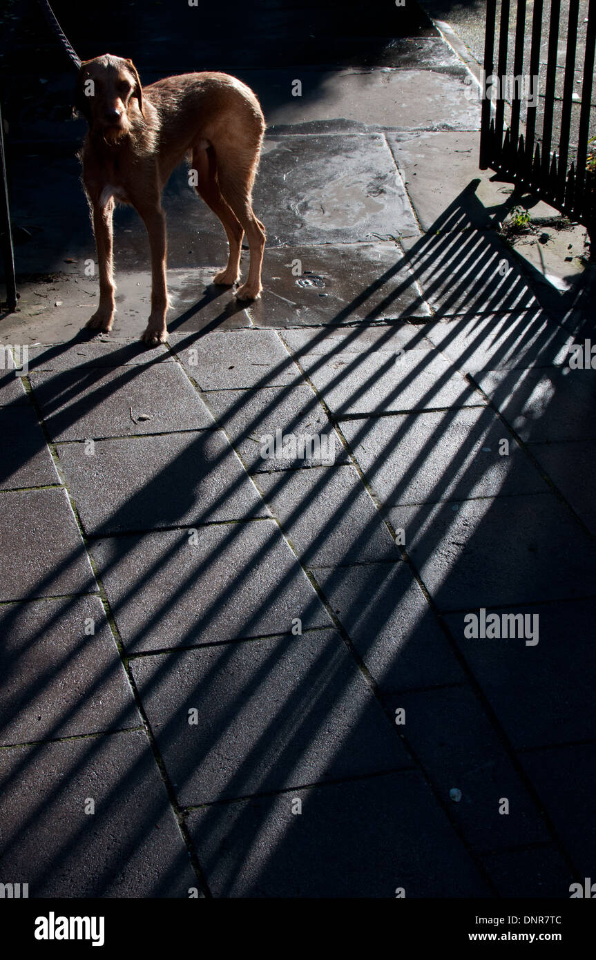 Dog outline hi-res stock photography and images - Alamy