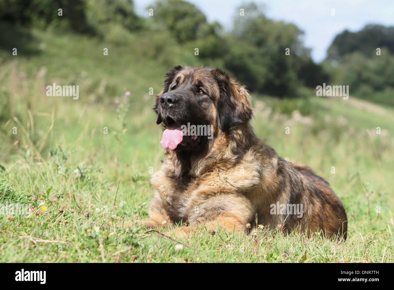 Pet mountain lion hi-res stock photography and images - Alamy