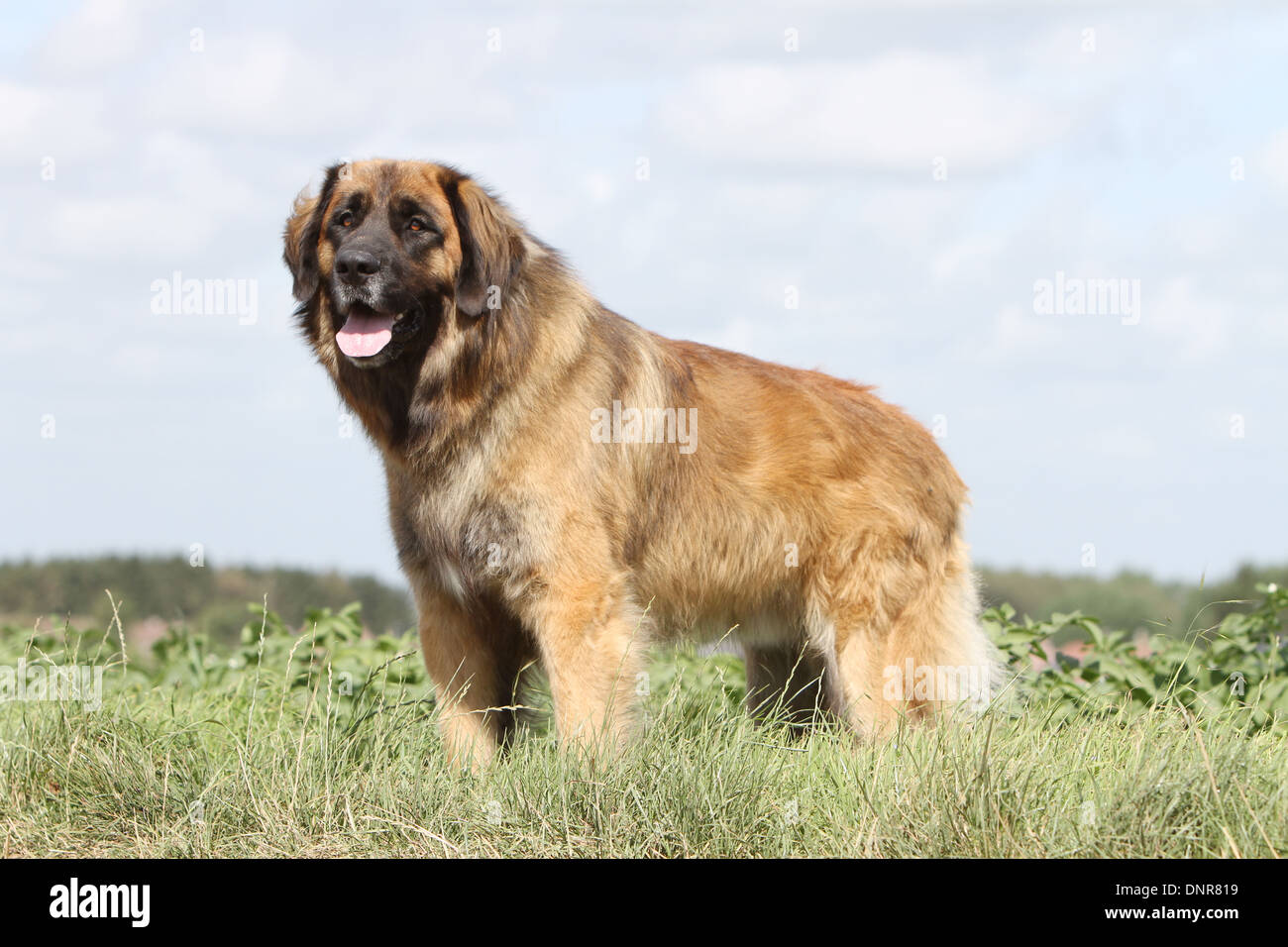 Leonberger profile hi-res stock photography and images - Alamy
