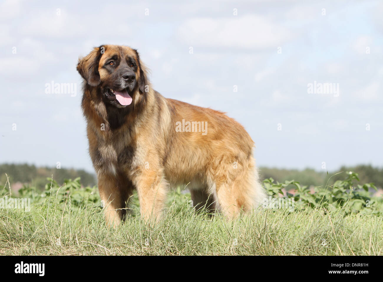 Dog Leonberger / adult standing in a field Stock Photo - Alamy