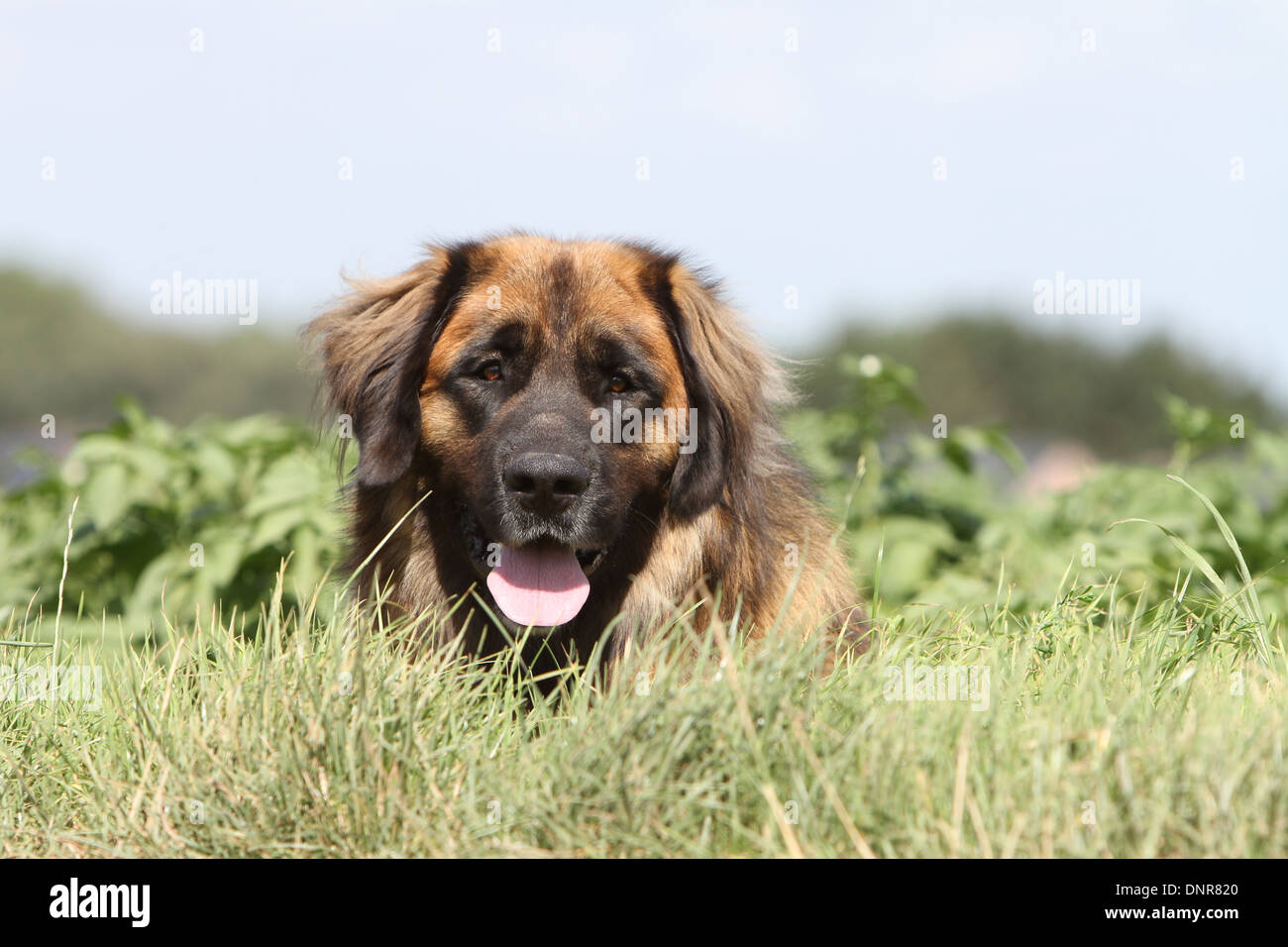 Dog Leonberger / adult lying in a field Stock Photo - Alamy