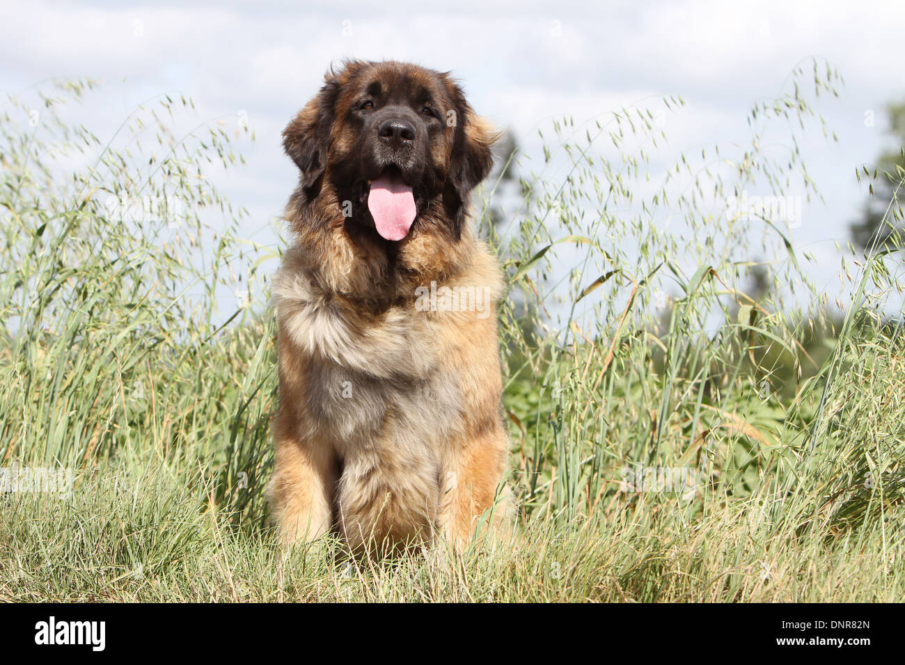 Leonberger hi-res stock photography and images - Alamy