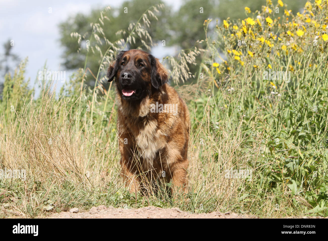 Leonberger leonberg animal animals breed hi-res stock photography and ...