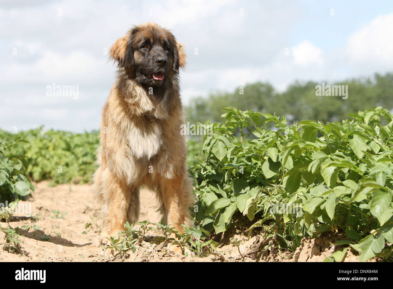 Leonberger leonberg animal animals breed hi-res stock photography and ...