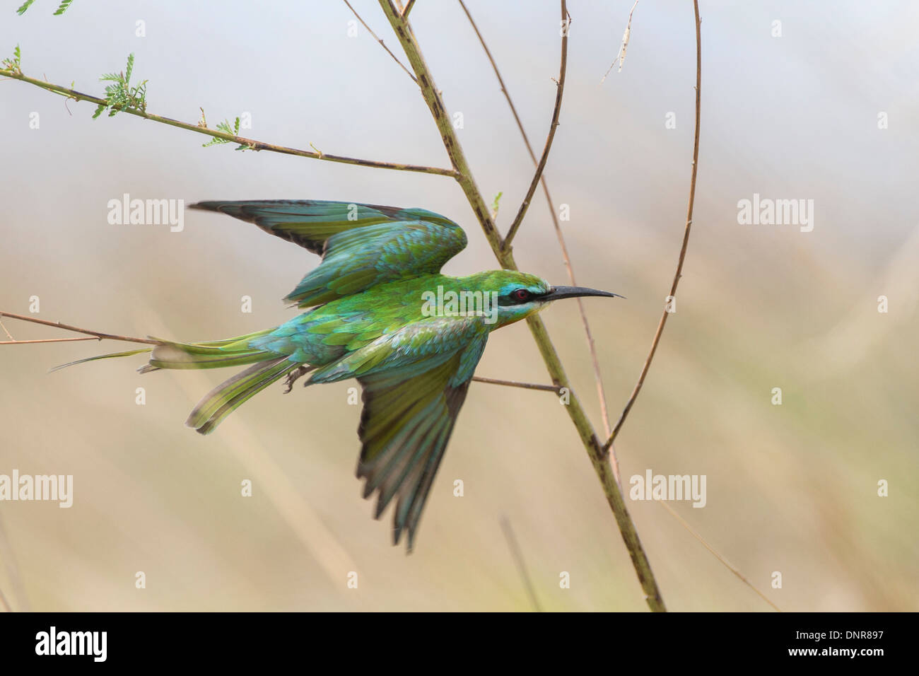 Bluecheeked bee eater (Merops persicus) at the Liuwa Plains national ...