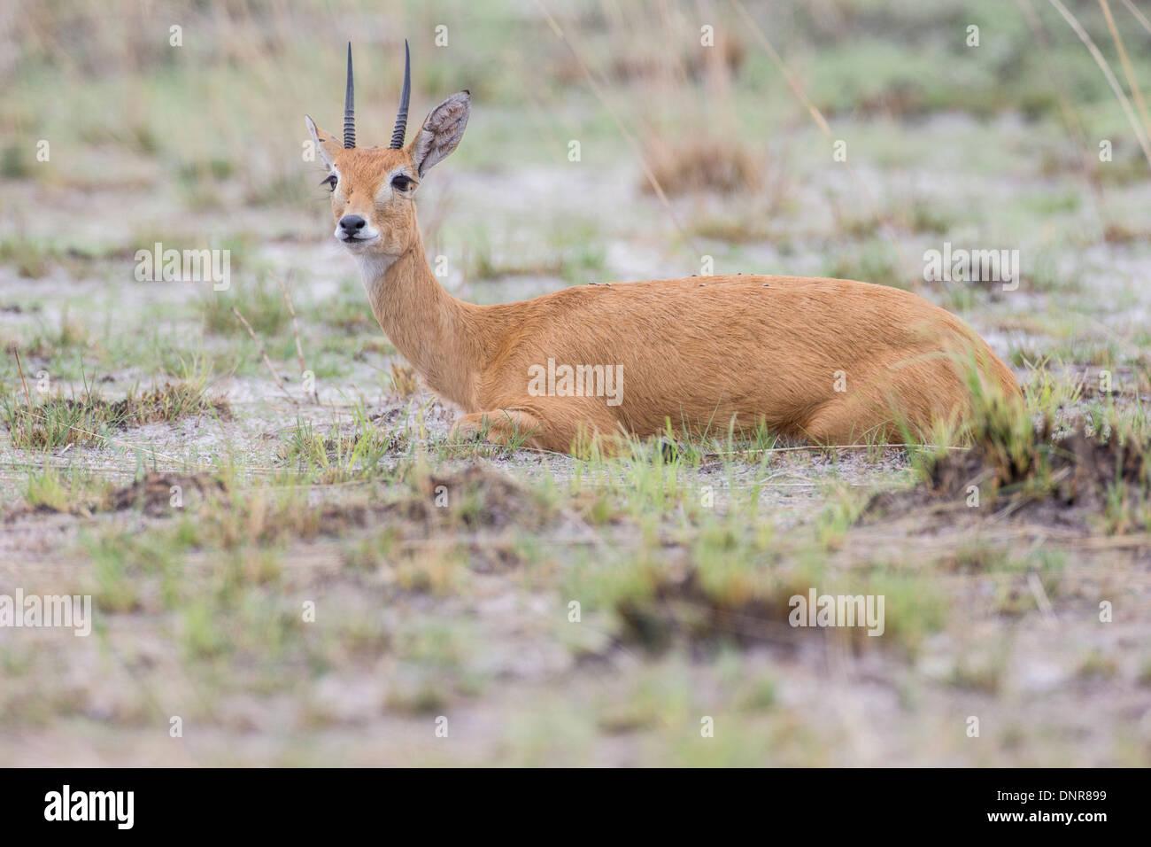 Oribi ourebia ourebi wild hi-res stock photography and images - Alamy