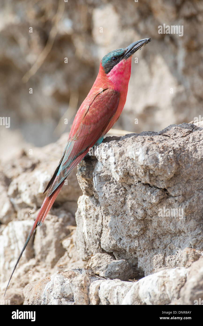 Carmine bee eater hi-res stock photography and images - Alamy