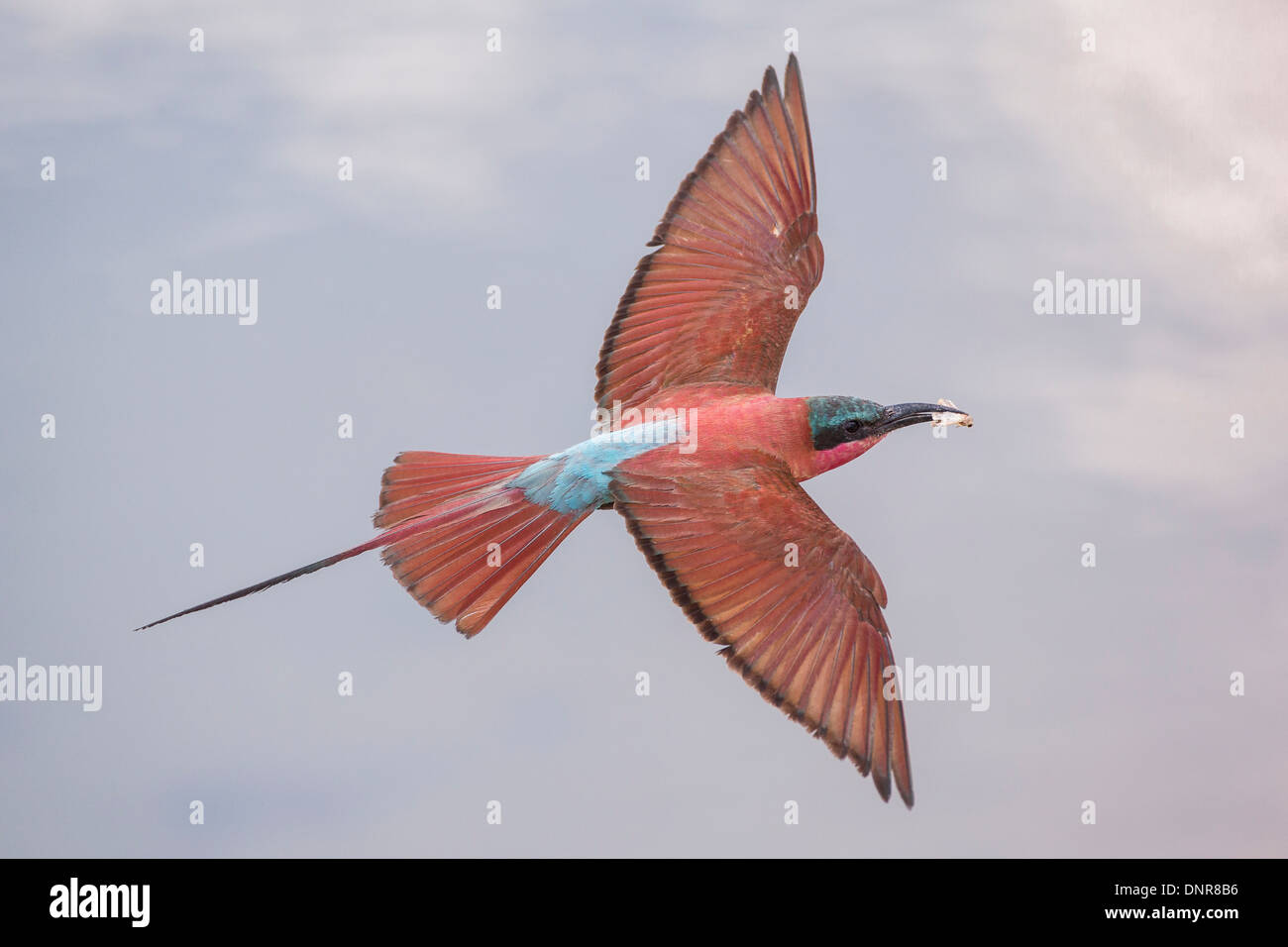 Carmine bee eater (Merops nubicus) at the Zambezi river in southern ...