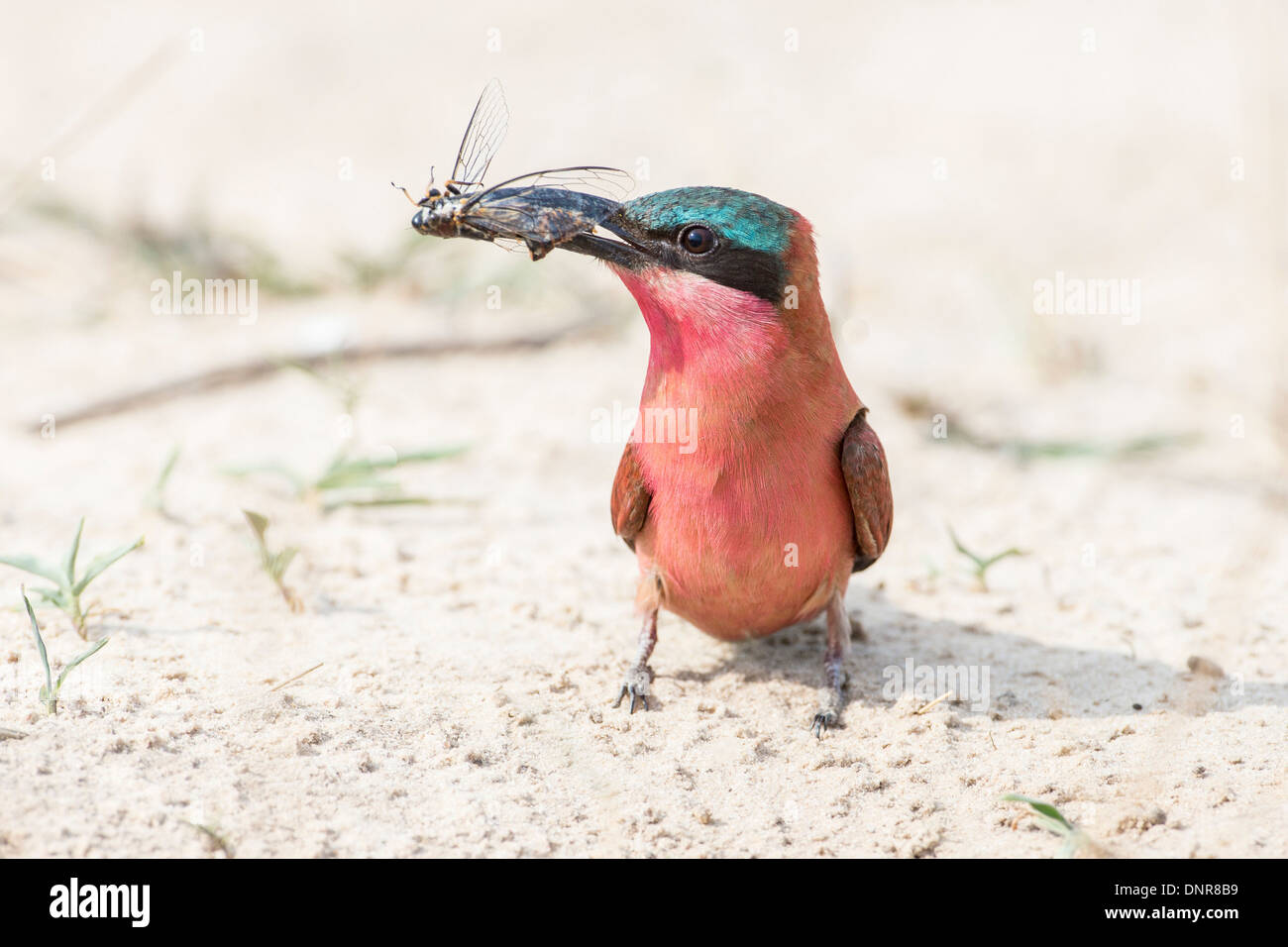 Carmine bee eater (Merops nubicus) at the Zambezi river in southern ...