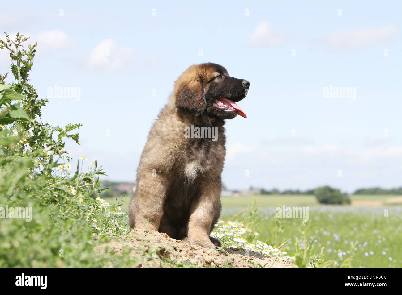 Leonberger pup hi-res stock photography and images - Alamy