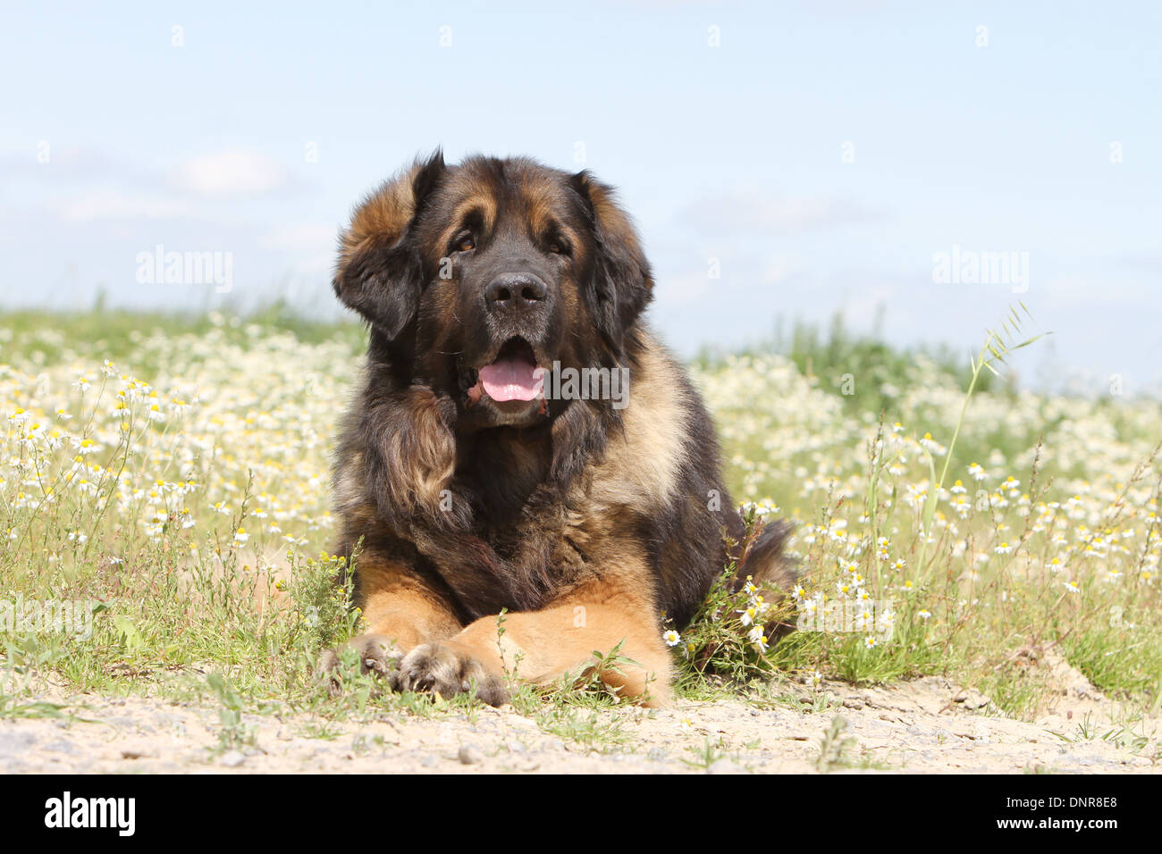 Leonberger leonberg animal animals breed hi-res stock photography and ...
