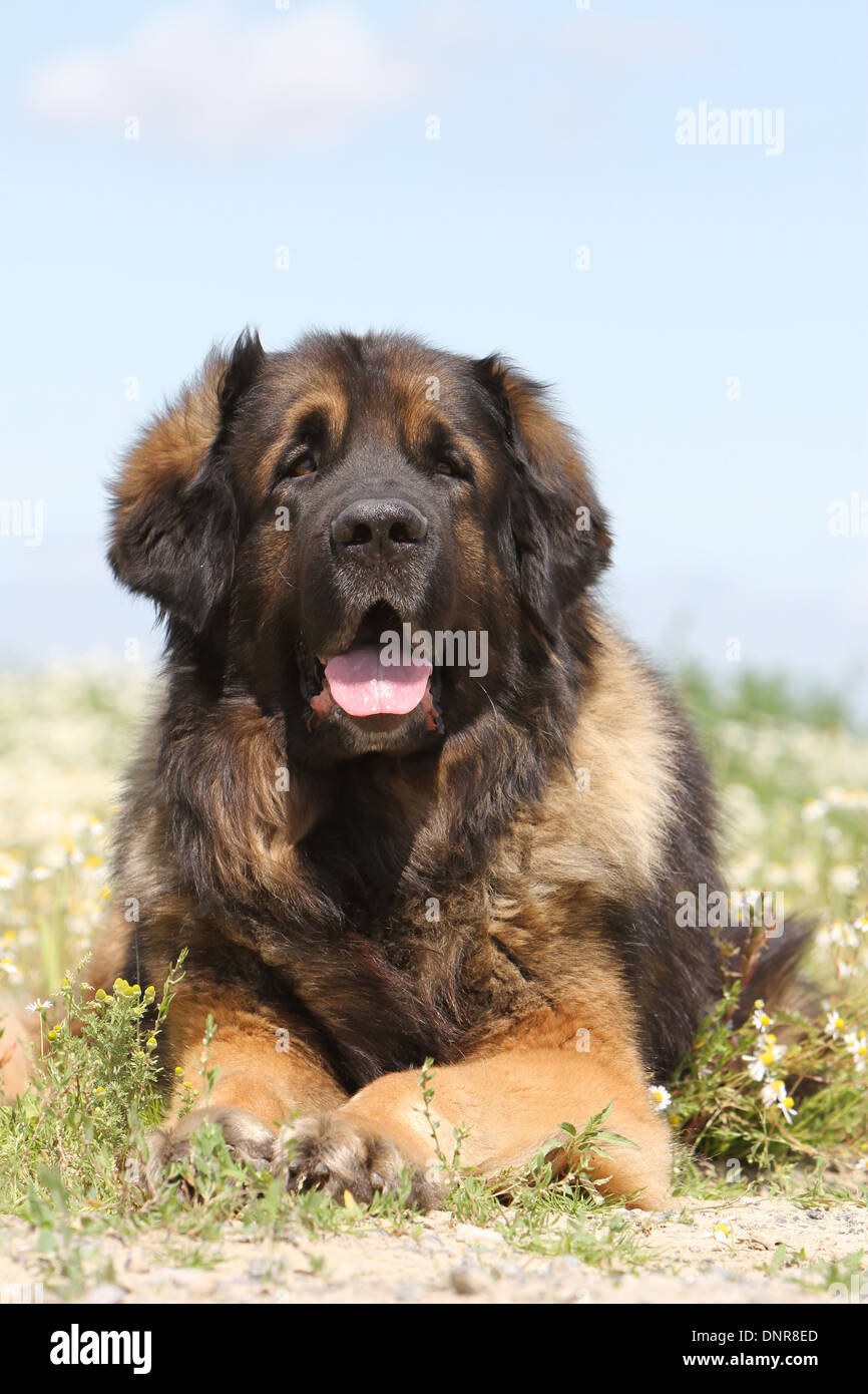 Leonberger leonberg animal animals breed hi-res stock photography and ...