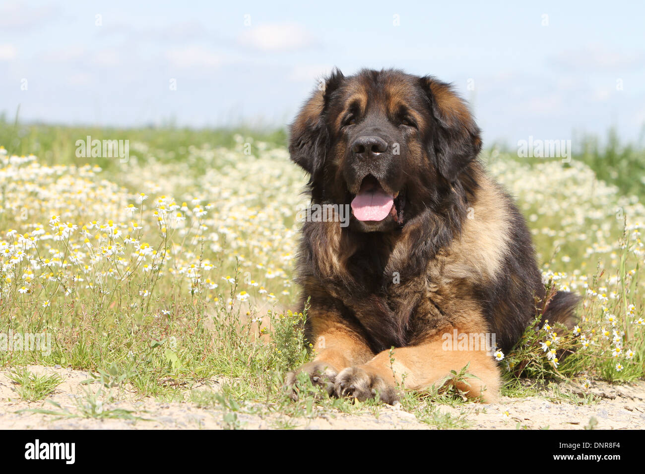 Leonberger leonberg animal animals breed hi-res stock photography and ...
