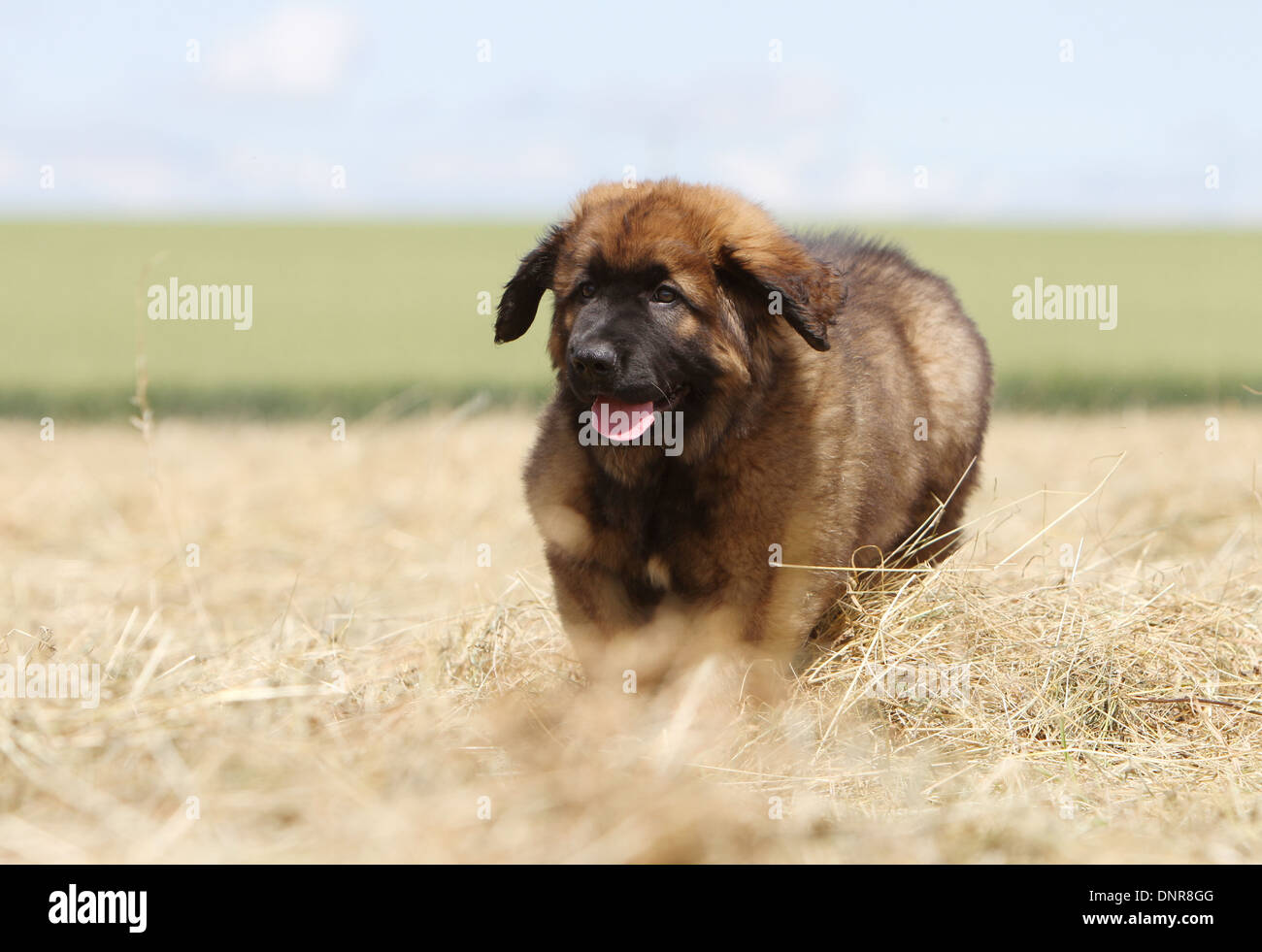 Dog Leonberger / puppy running in a field Stock Photo - Alamy