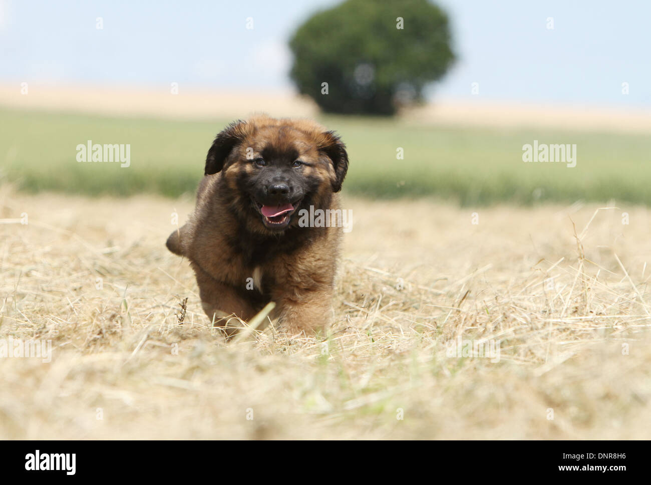Dog Leonberger / puppy running in a field Stock Photo - Alamy